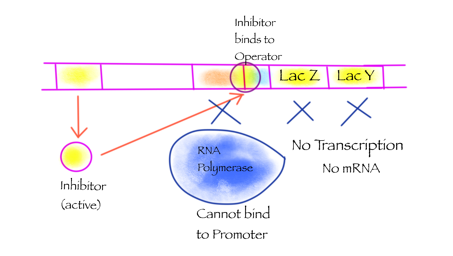 Biology Biteables – Lac Operon