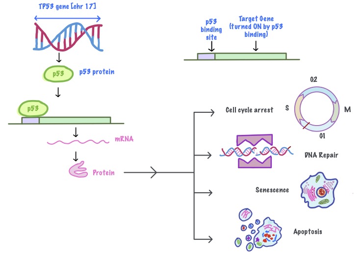 The role of p53 in cancer
